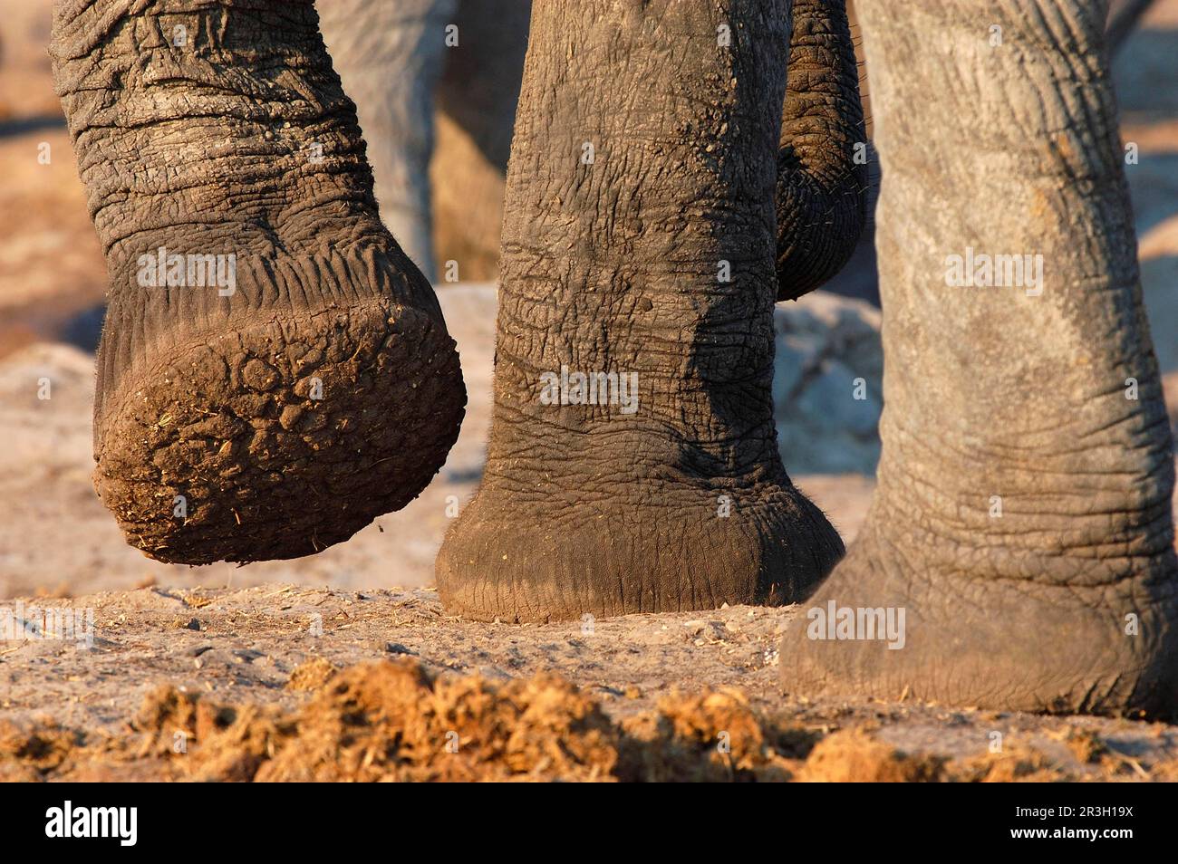 African elephant (Loxodonta africana) Elephant, elephants, mammals ...