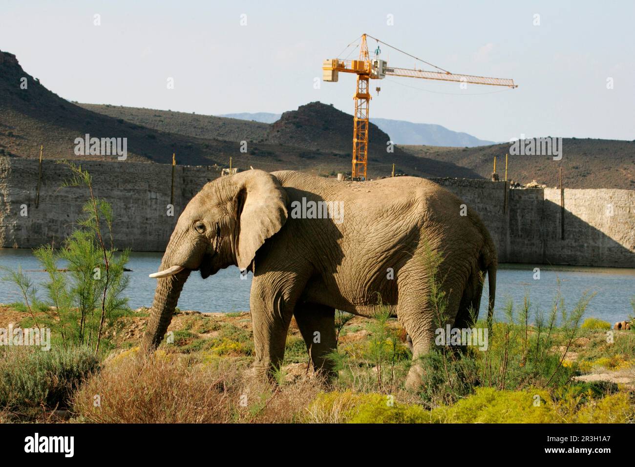 Artificial elephant hi-res stock photography and images - Alamy