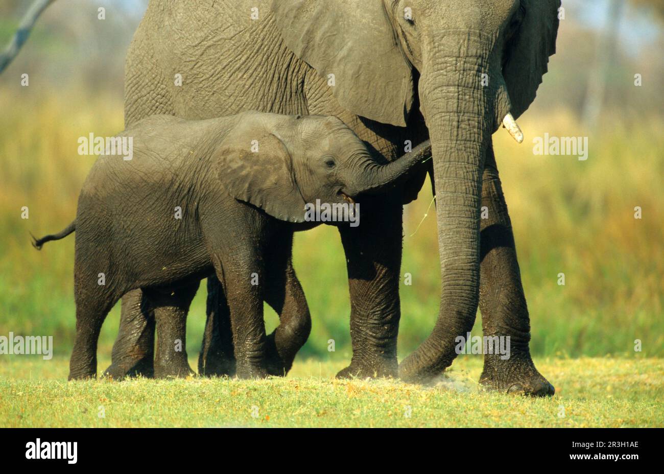 African elephant (Loxodonta africana) elephant, elephants, mammals ...