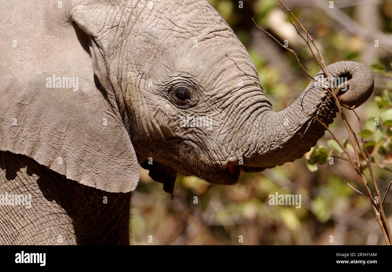 African elephant (Loxodonta africana) Elephant, elephants, mammals ...