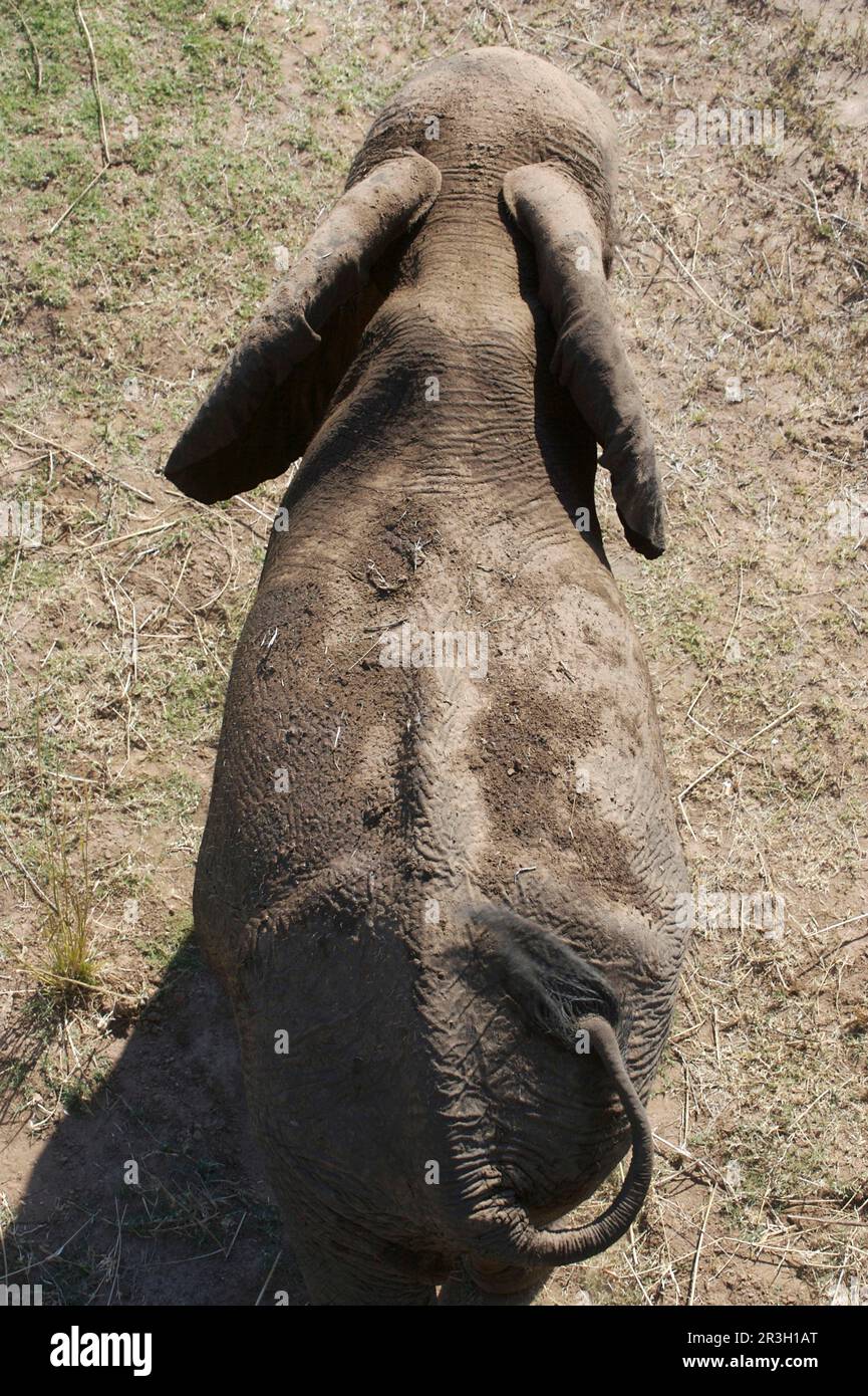 Back view mammals hi-res stock photography and images - Alamy