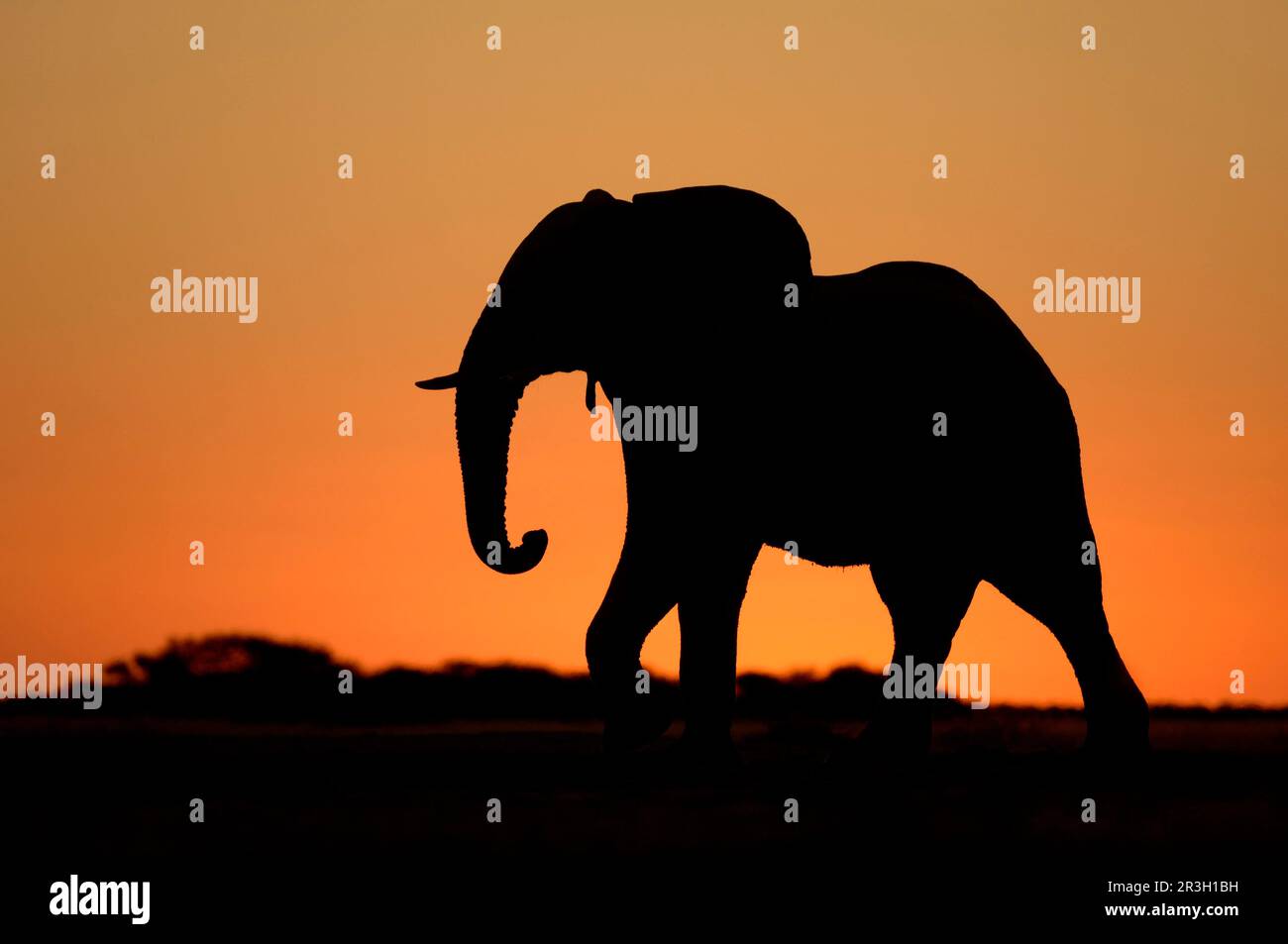 Elephantnian hi-res stock photography and images - Alamy