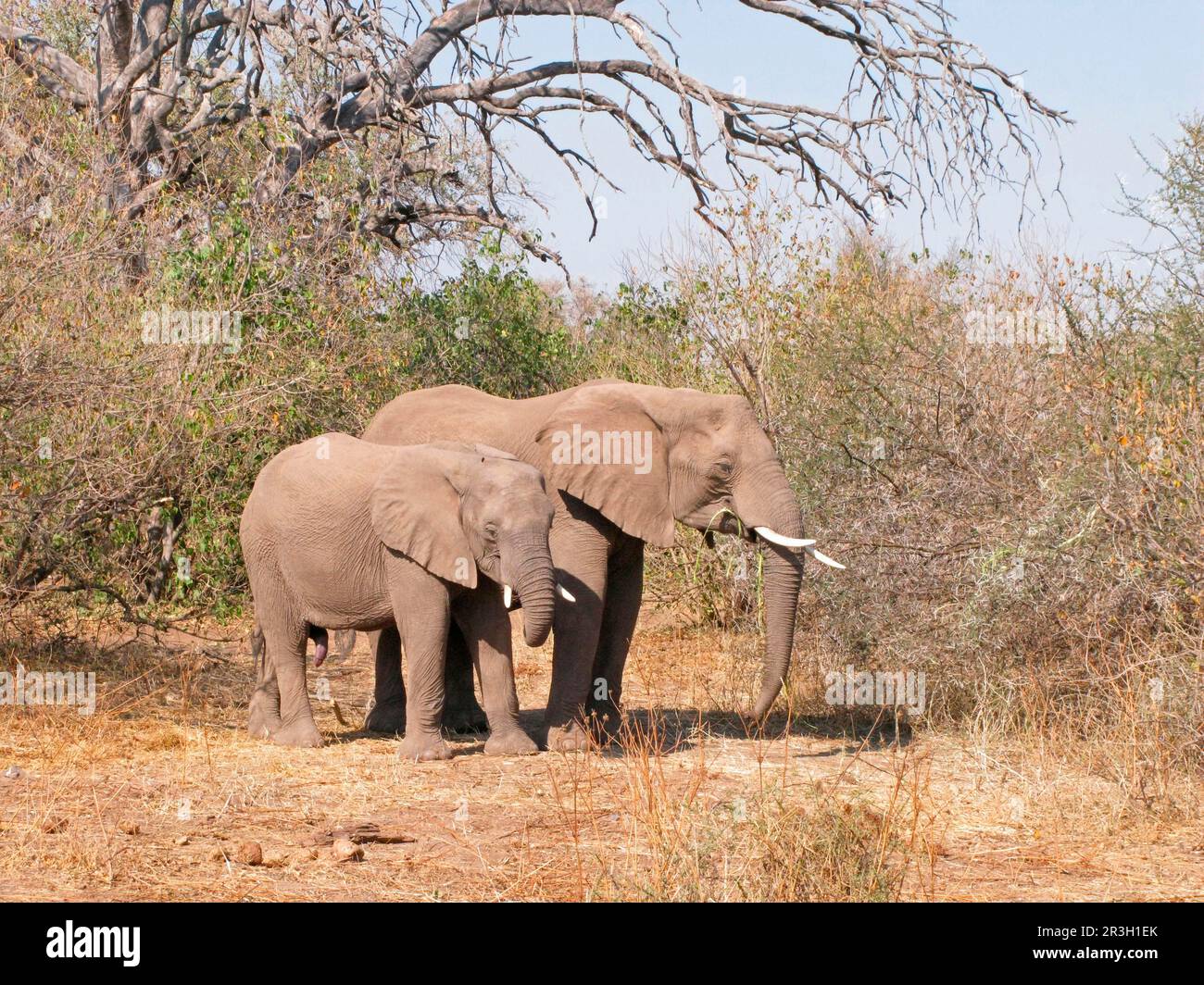 Botswana elephant tuli block hi-res stock photography and images - Alamy