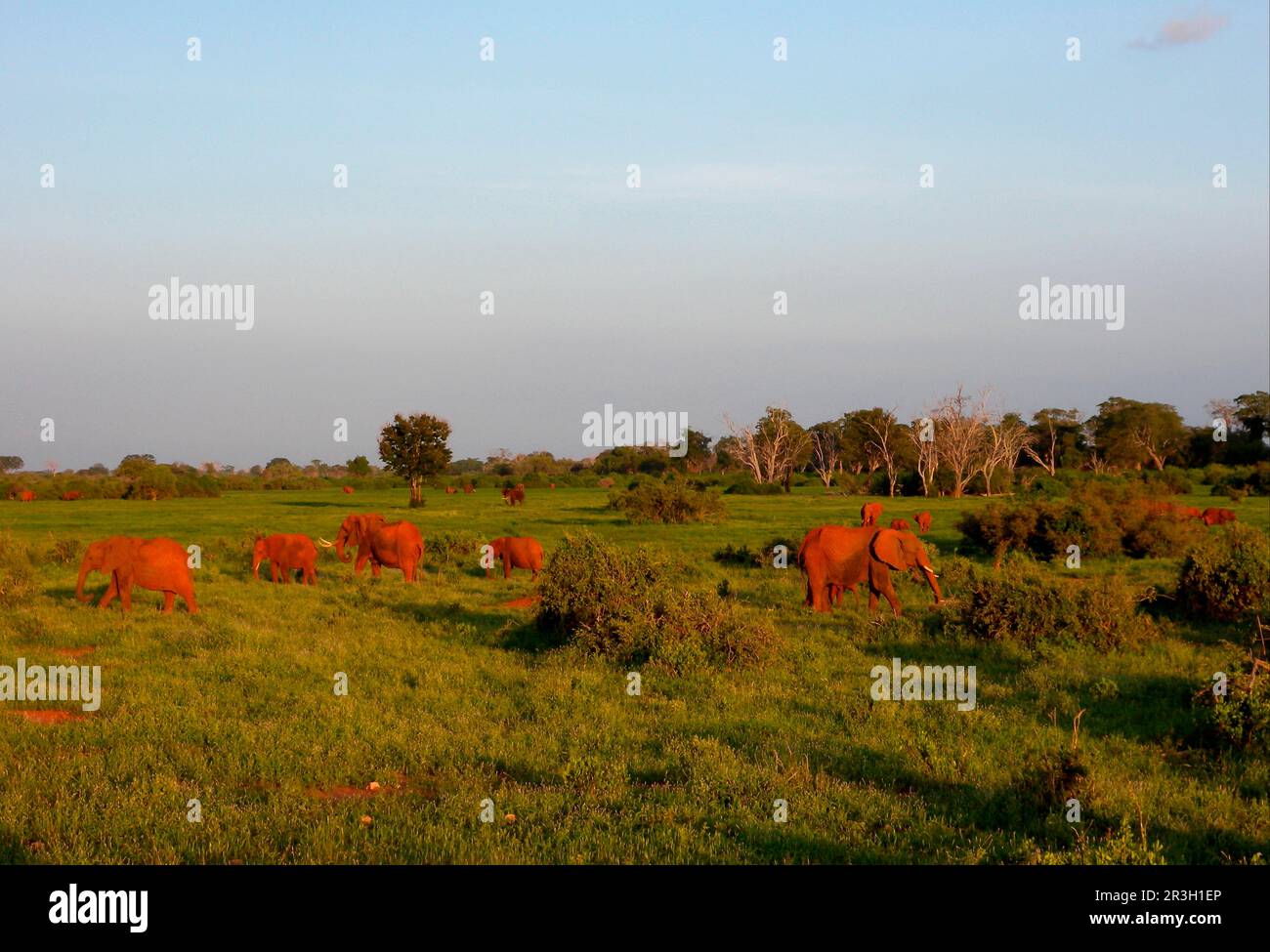 Red from tsavo dust hi-res stock photography and images - Alamy