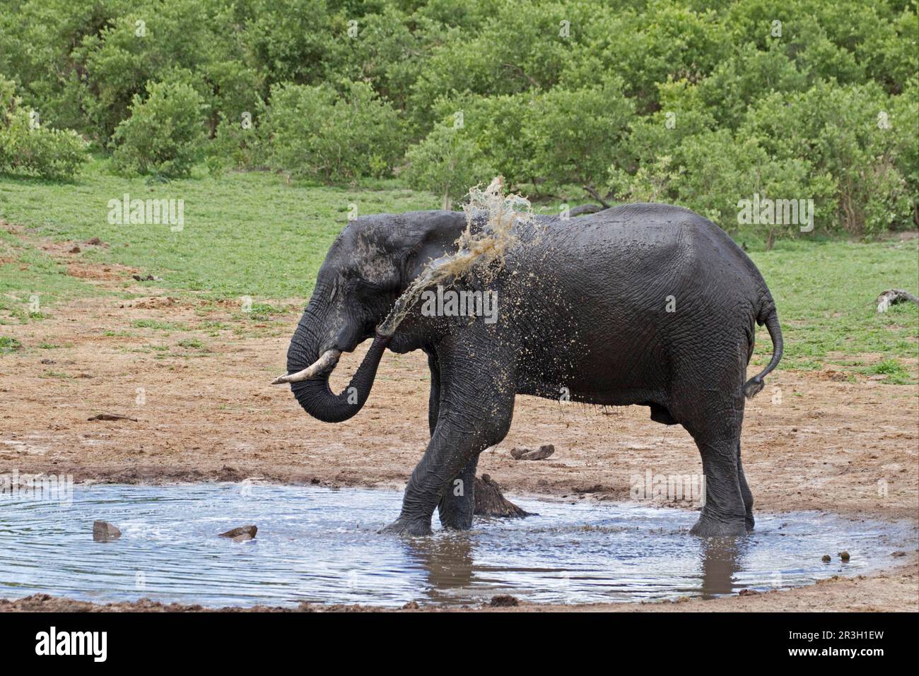 African elephant (Loxodonta africana) Elephant, elephants, mammals ...