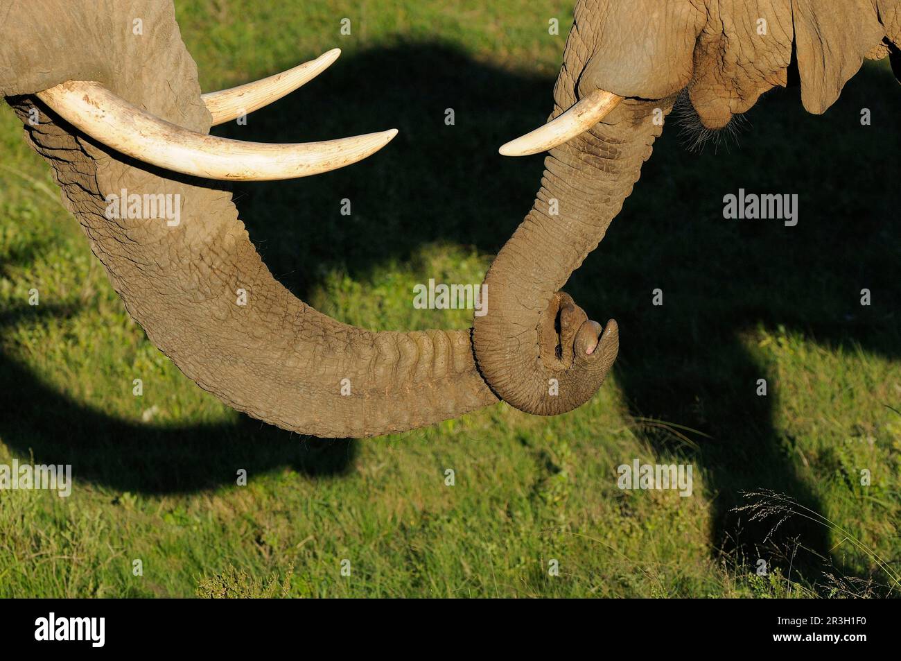 African elephant (Loxodonta africana) elephant, elephants, mammals ...