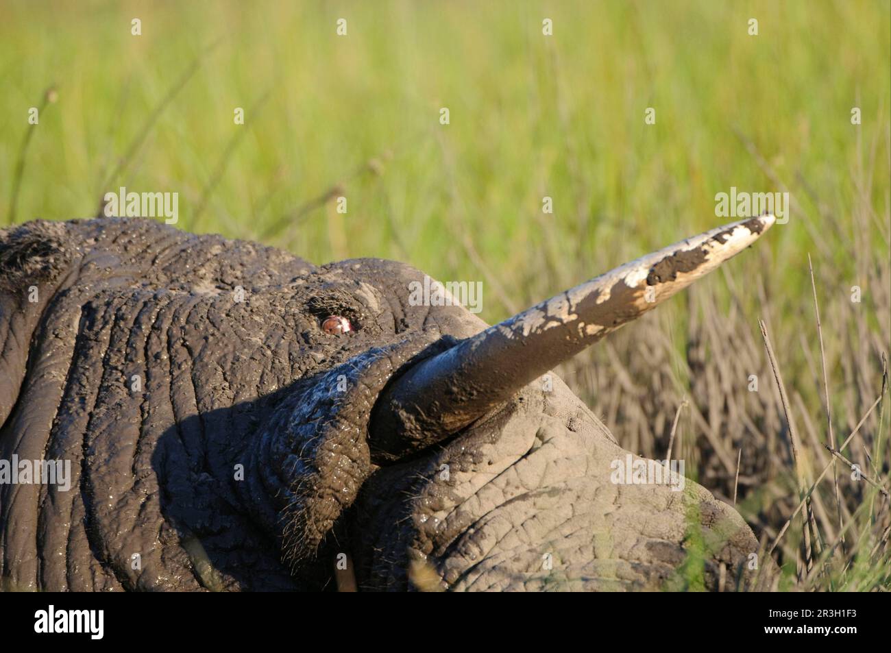 African elephant (Loxodonta africana) elephant, elephants, mammals ...