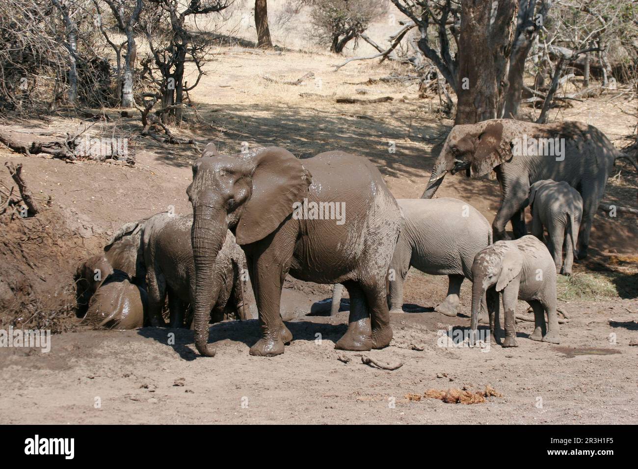African elephant (Loxodonta africana) Elephant, elephants, mammals ...