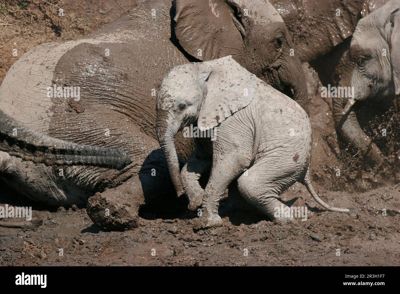 African elephant (Loxodonta africana) Elephant, elephants, mammals ... African elephant (Loxodonta africana) Elephant, elephants, mammals ...
