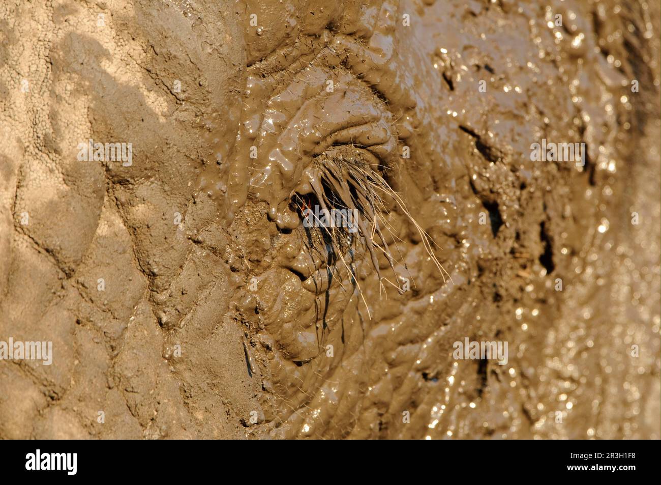 African elephant (Loxodonta africana) elephant, elephants, mammals ...