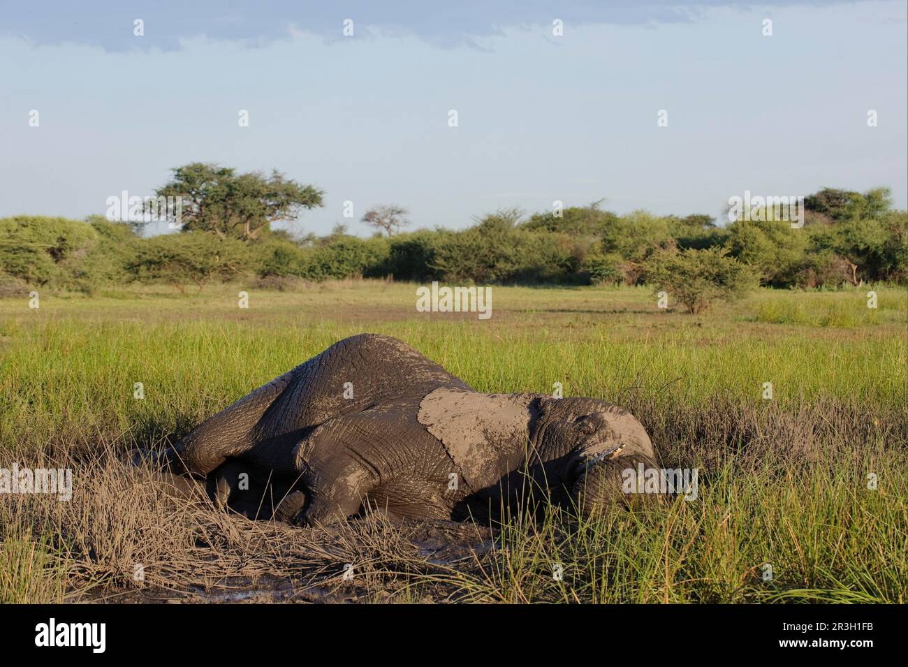 African elephant (Loxodonta africana) Elephant, elephants, mammals ...