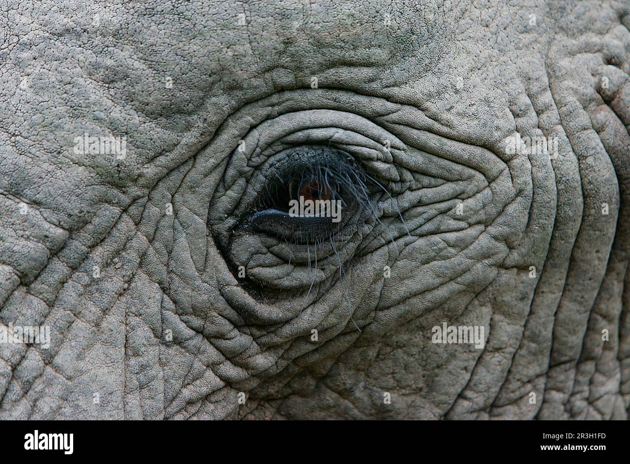 African elephant (Loxodonta africana) Elephant, elephants, mammals ...