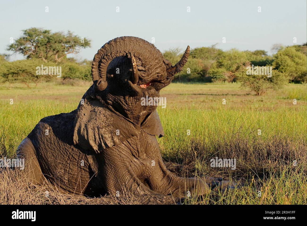 African elephant (Loxodonta africana) Elephant, elephants, mammals ...