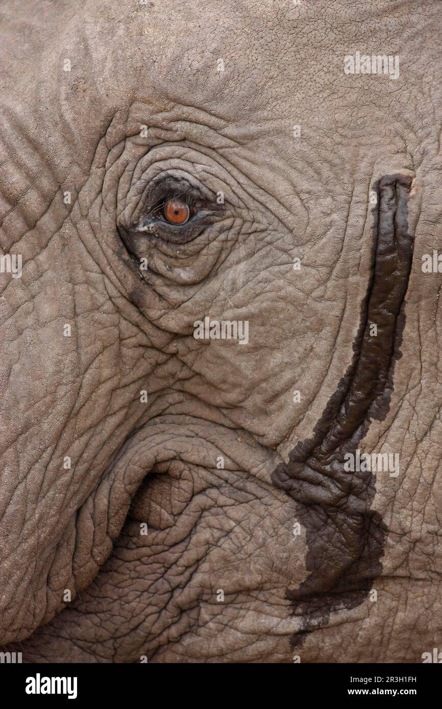 Gland secretion elephant hi-res stock photography and images - Alamy