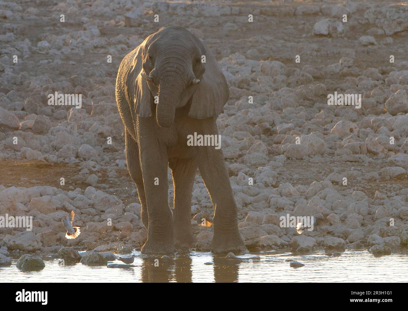 African elephant (Loxodonta africana) Elephant, elephants, mammals ...