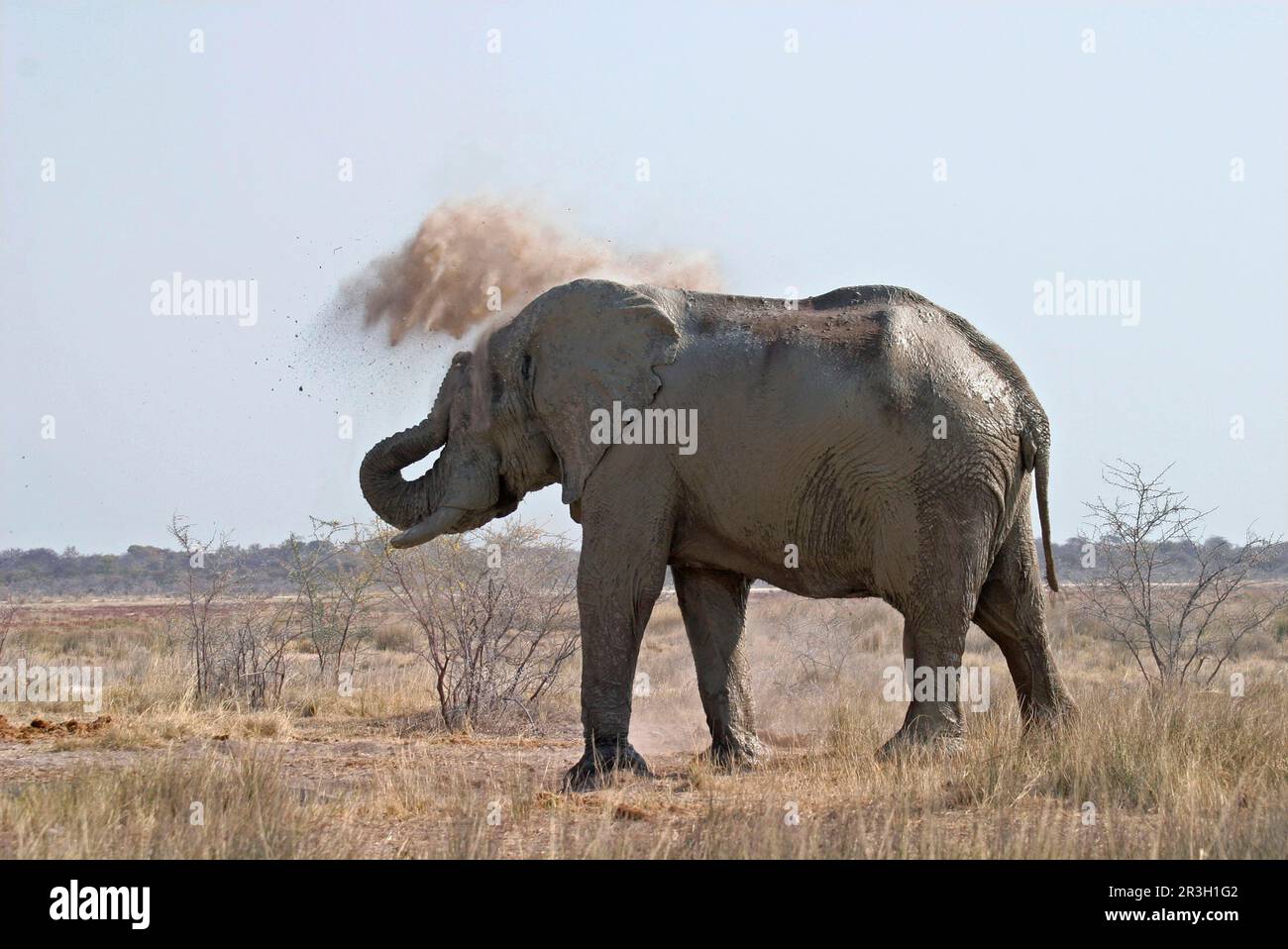 African elephant (Loxodonta africana) elephant, elephants, mammals ...