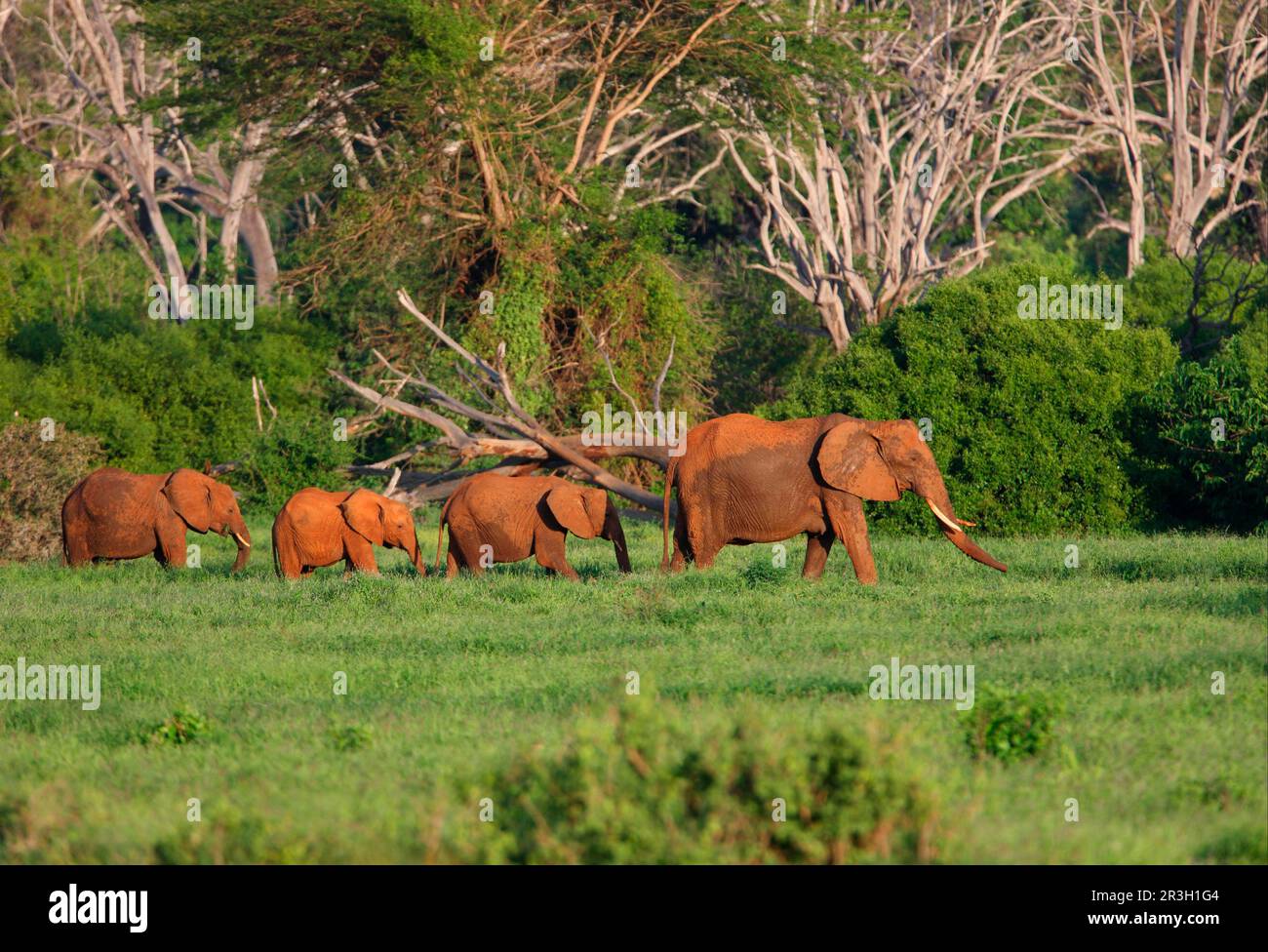 Red from tsavo dust hi-res stock photography and images - Alamy