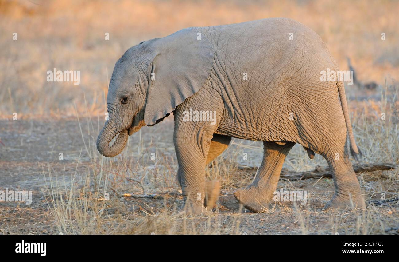 African elephant (Loxodonta africana) Elephant, Game Reserve, Elephants ...