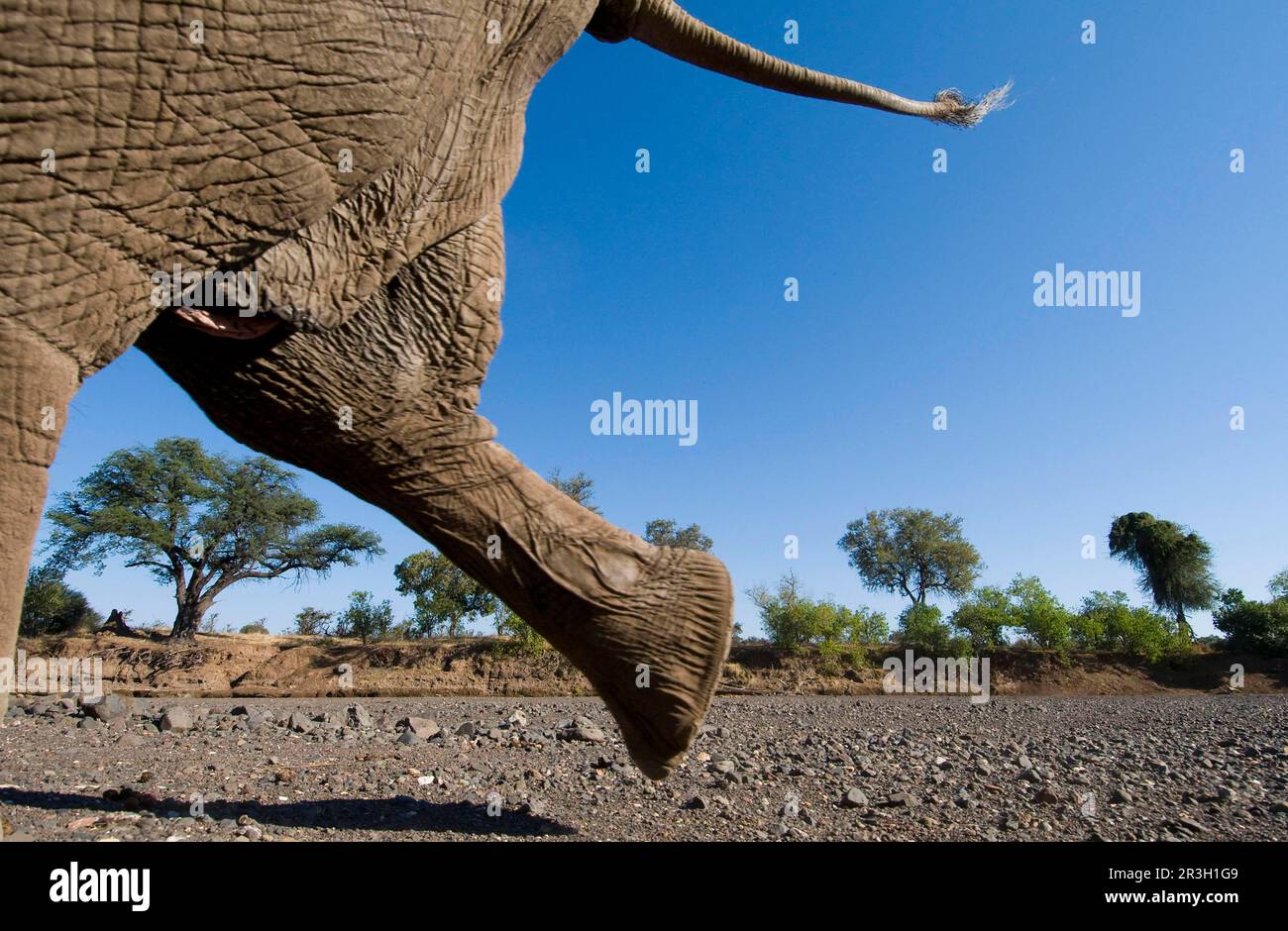 African elephant (Loxodonta africana) elephant, june, game reserve ...