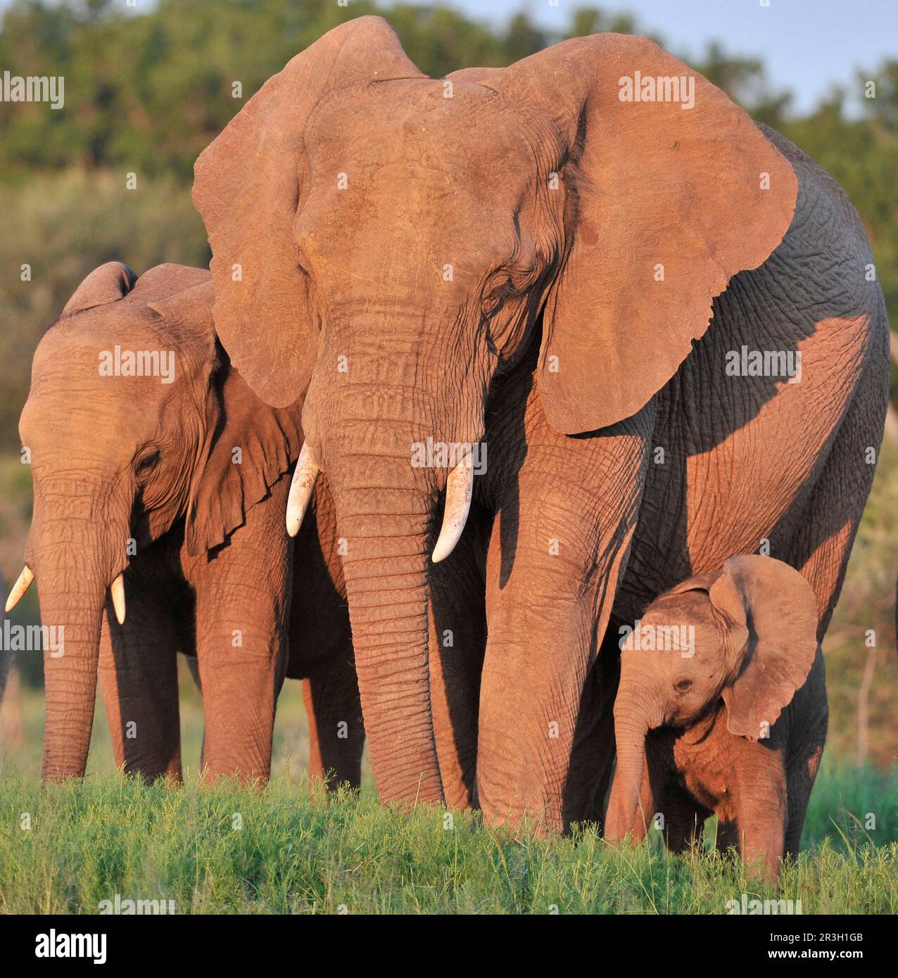 African elephant (Loxodonta africana) elephant, elephants, mammals ...