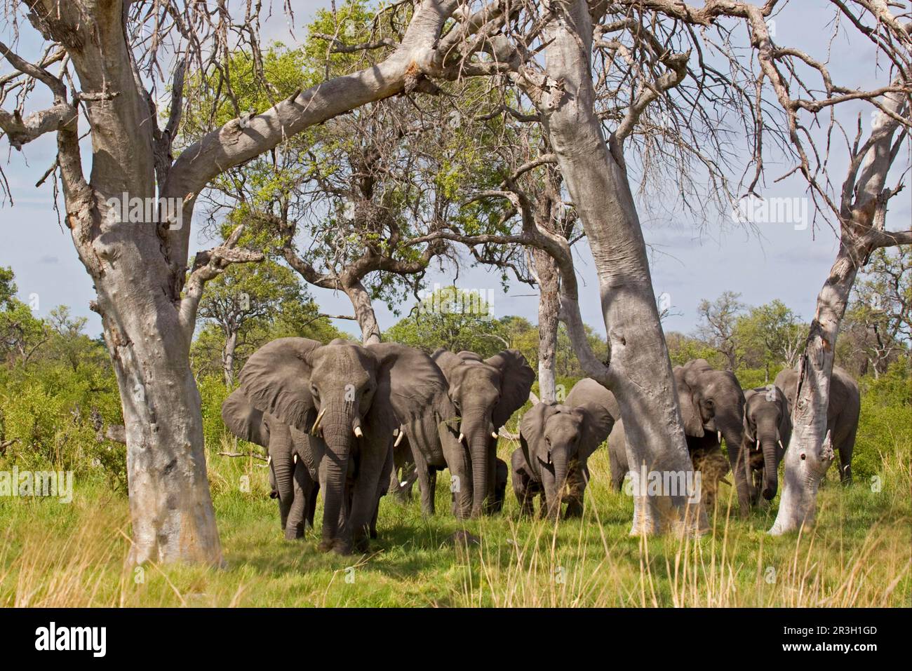 African elephant (Loxodonta africana) Elephant, elephants, mammals ...