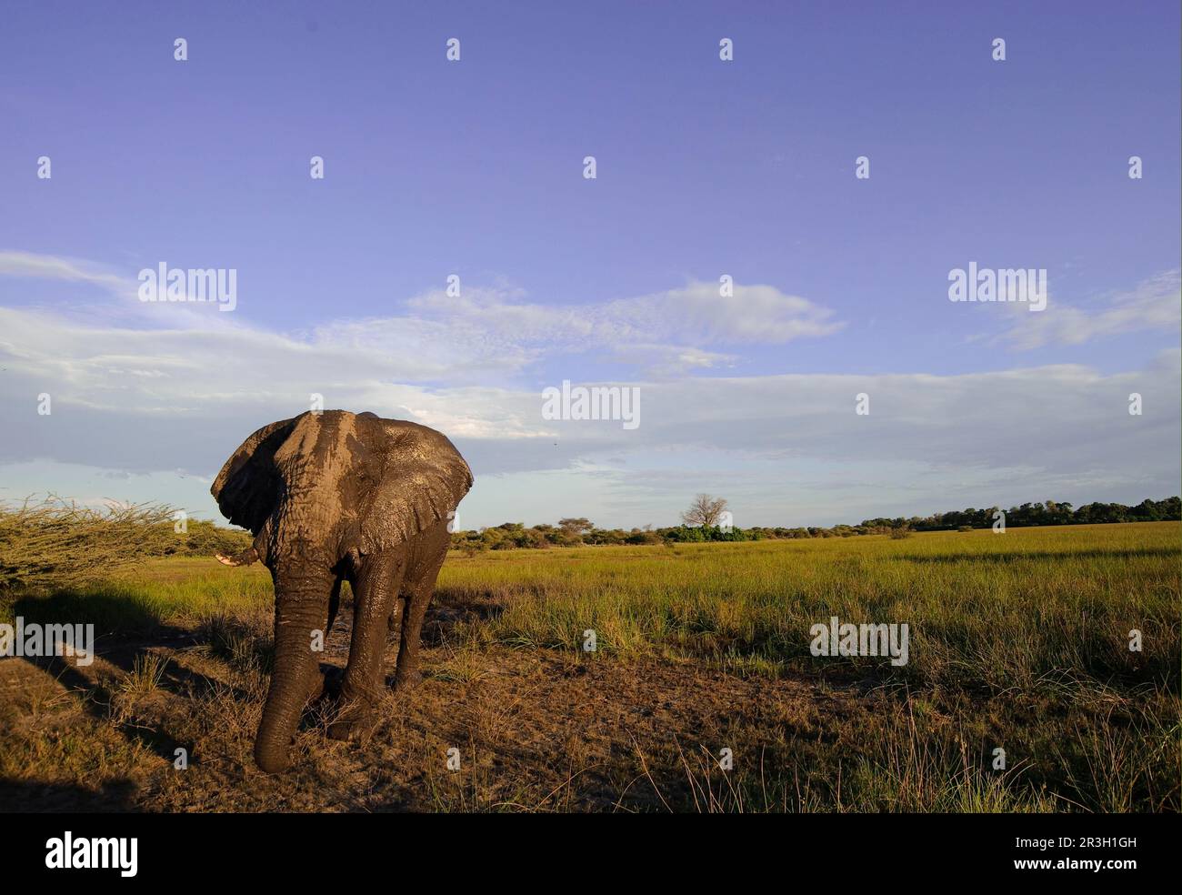 African elephant (Loxodonta africana) Elephant, elephants, mammals ...