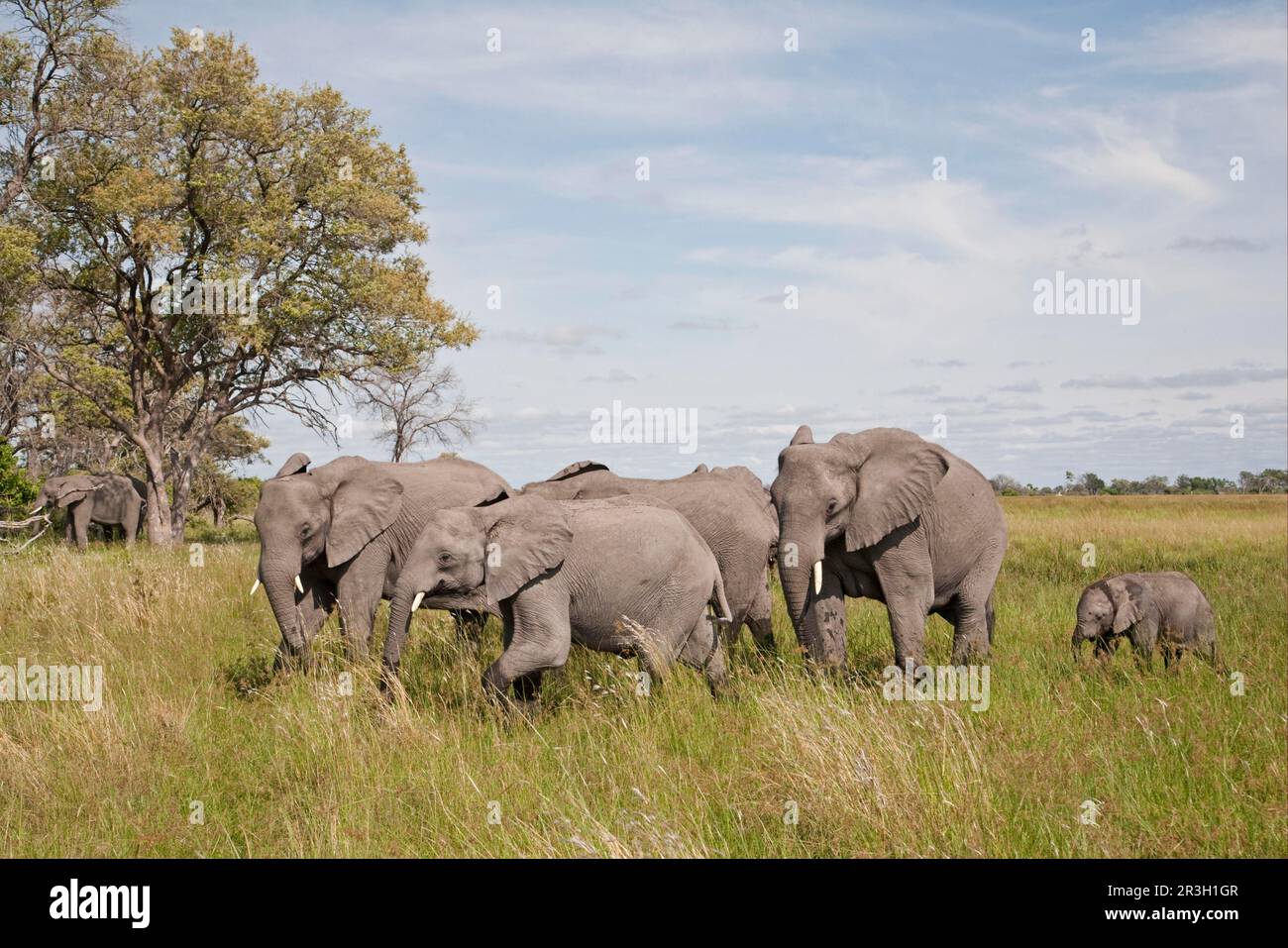 Wetland okavango hi-res stock photography and images - Alamy
