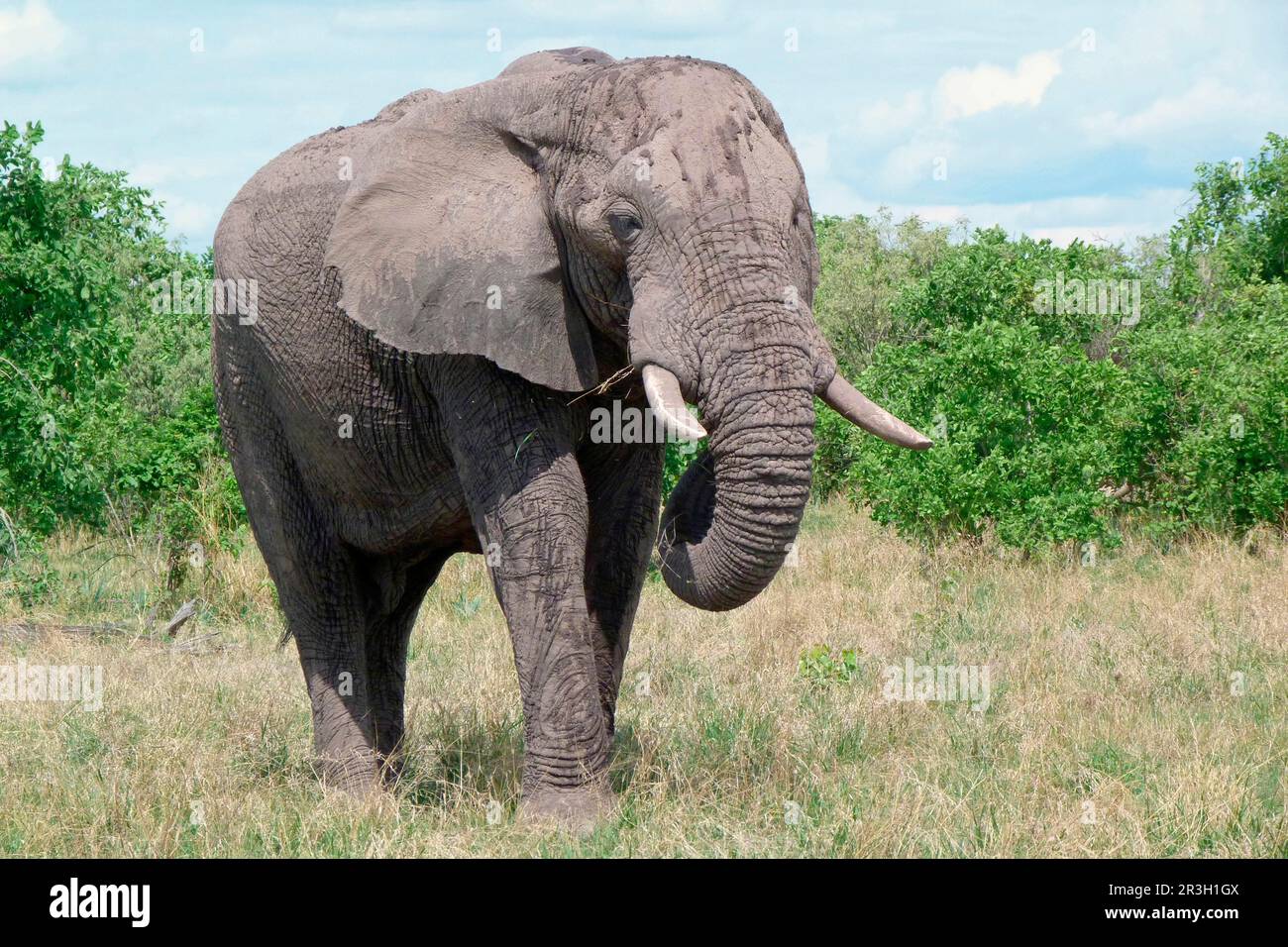African elephant (Loxodonta africana) Elephant, elephants, mammals ...