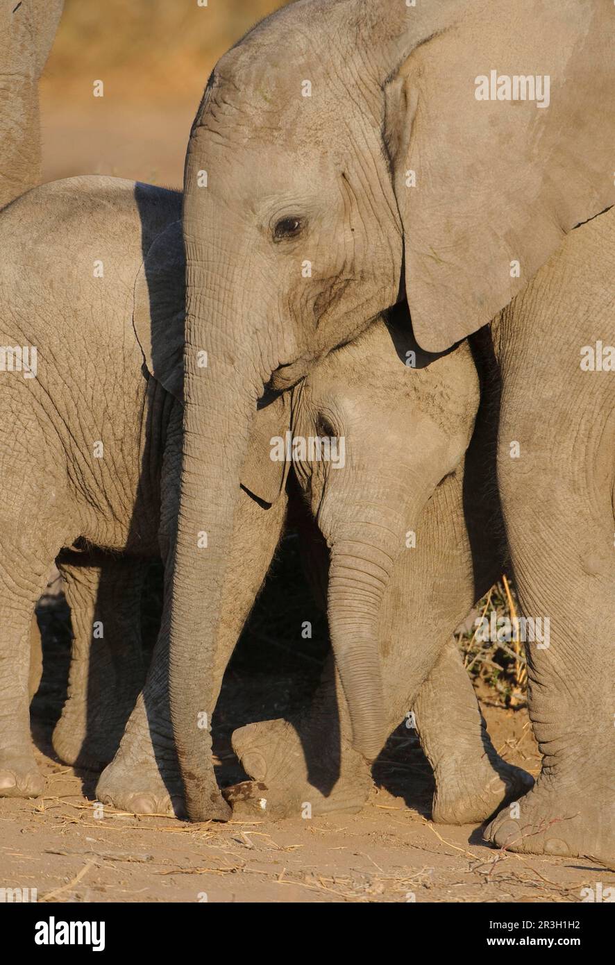 African elephant (Loxodonta africana) elephant, game reserve, elephants ...