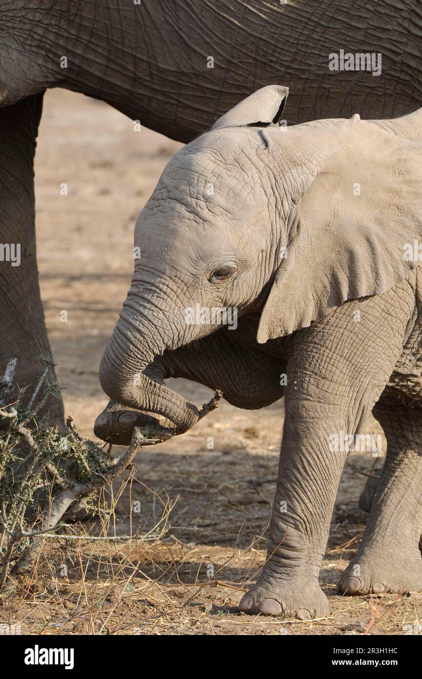 African elephant (Loxodonta africana) elephant, game reserve, elephants ...