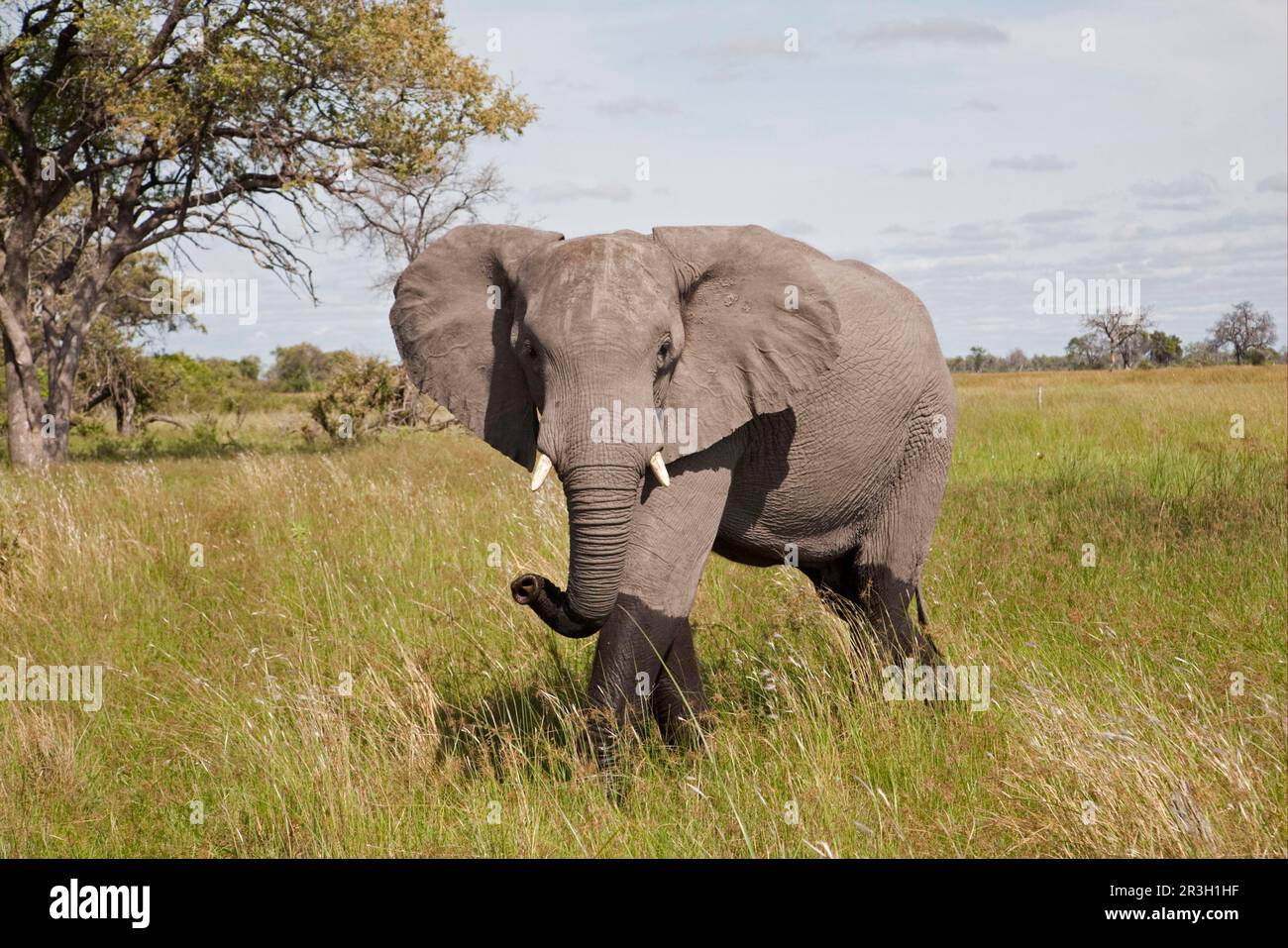 African elephant (Loxodonta africana) Elephant, elephants, mammals ...
