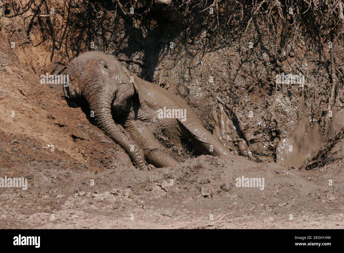 African elephant (Loxodonta africana) Elephant, elephants, mammals ...