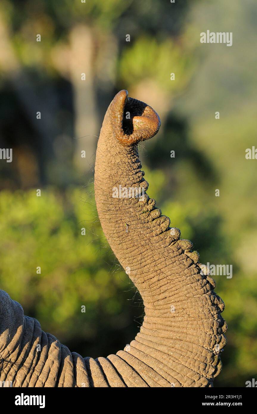 African elephant (Loxodonta africana) elephant, elephants, mammals ...