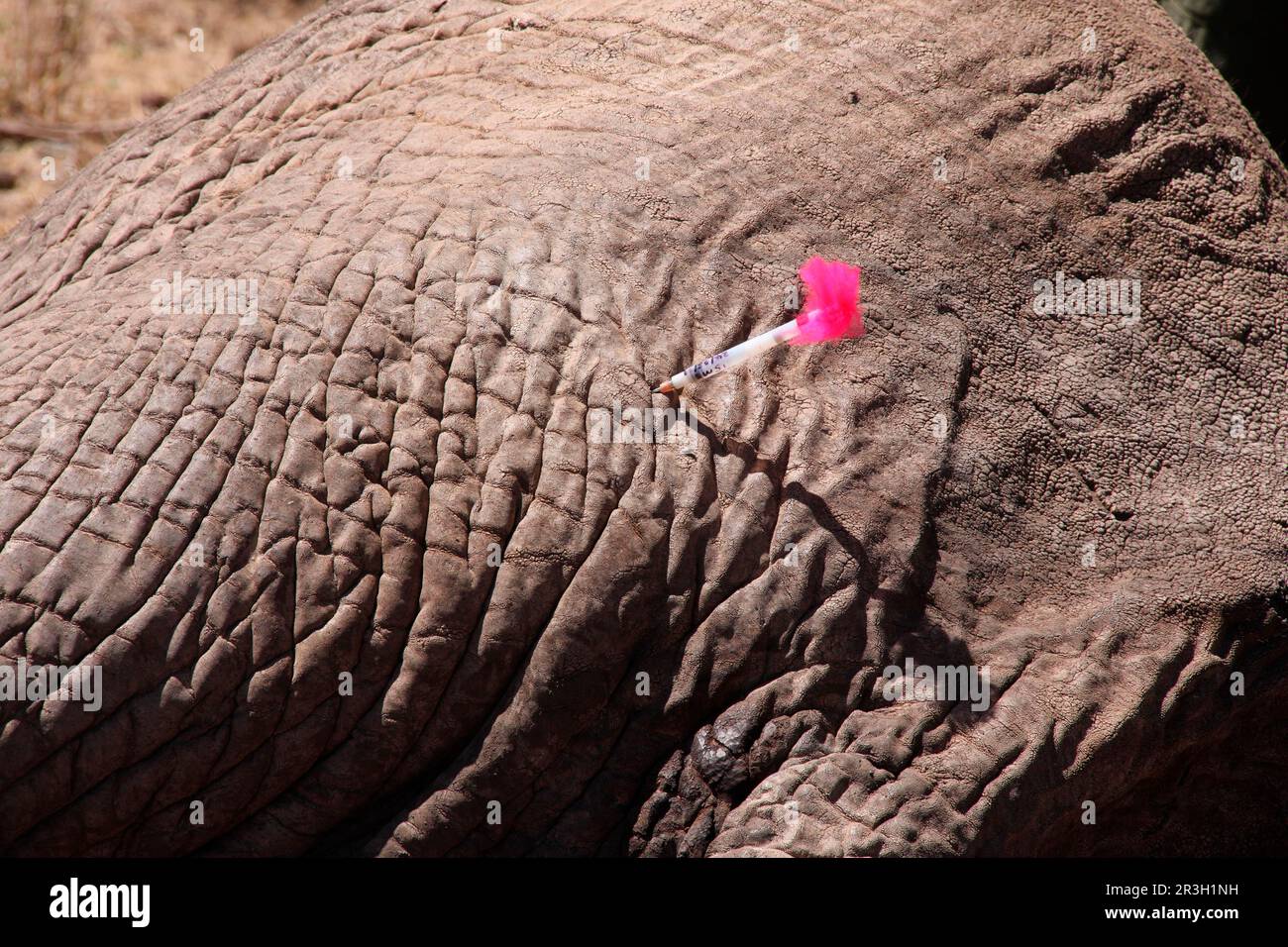 Elephant veterinary hi-res stock photography and images - Alamy