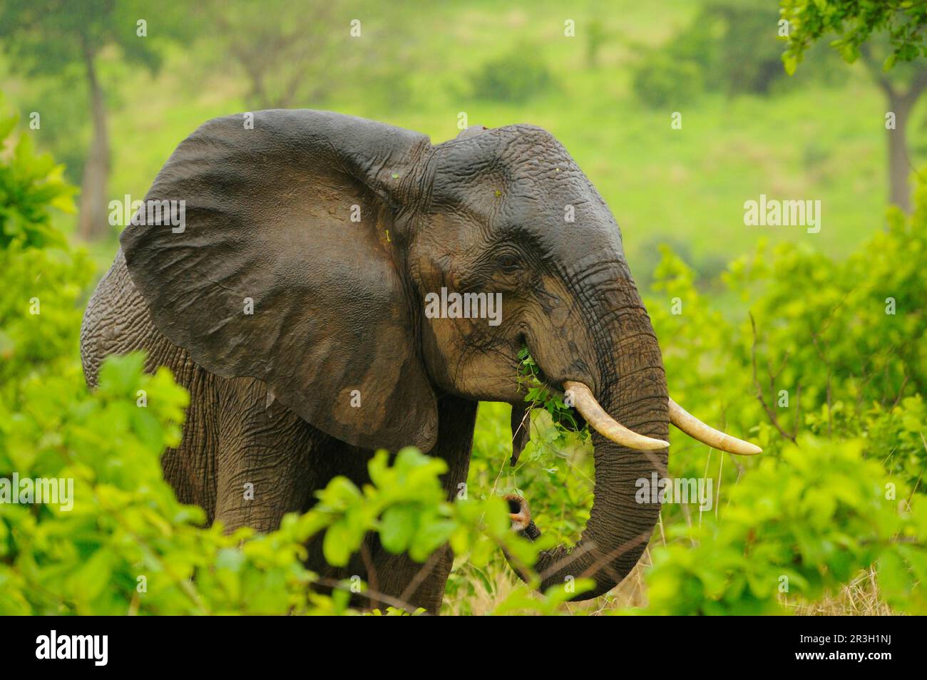 African elephant (Loxodonta africana) elephant, elephants, mammals ...