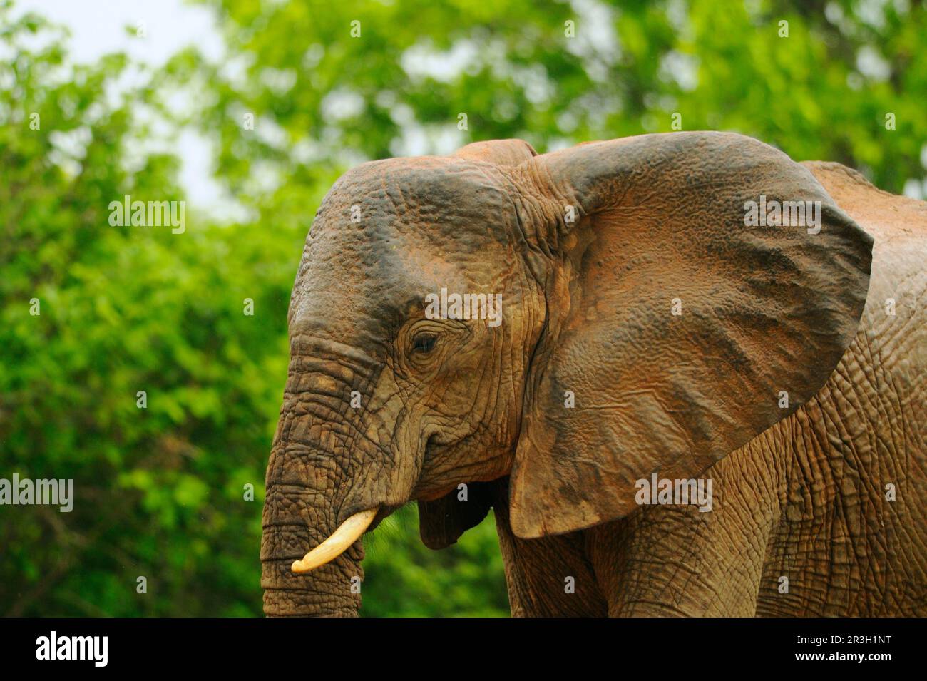 African elephant (Loxodonta africana) Elephant, elephants, mammals ...