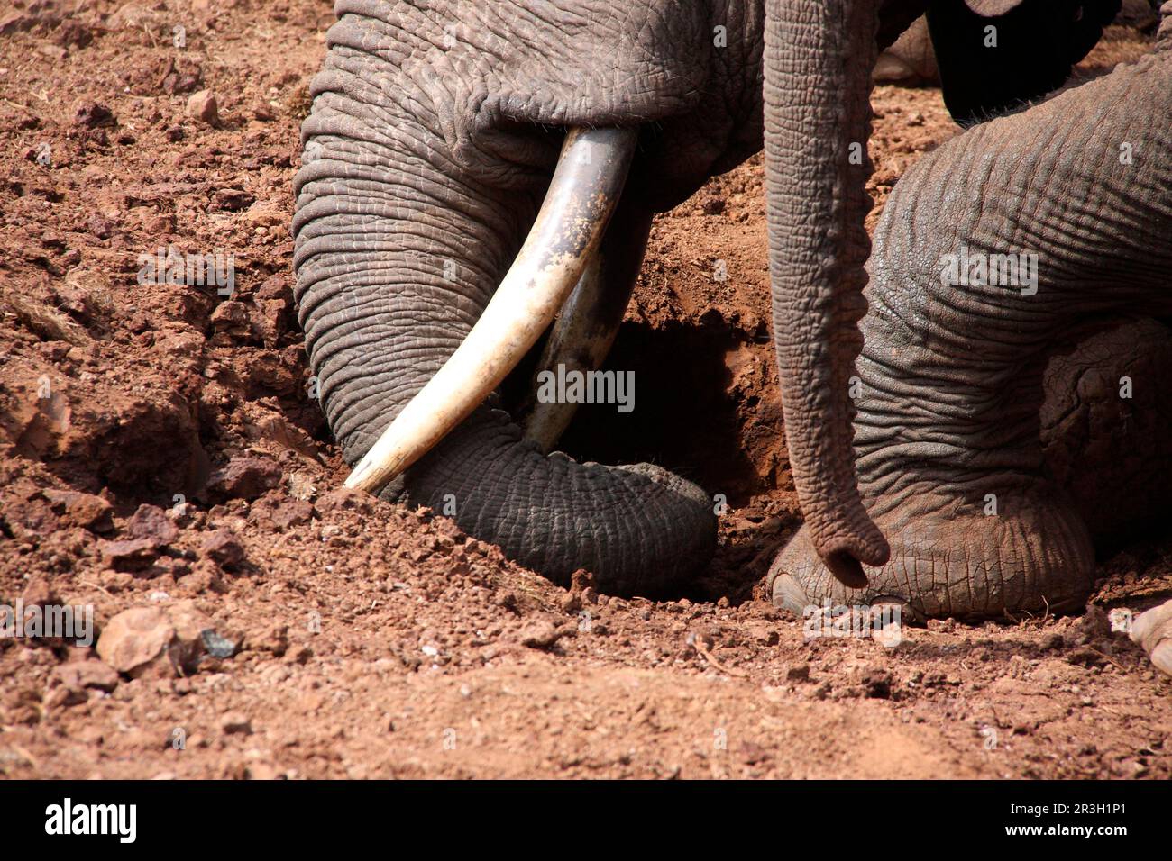 Elephant digging with feet hi-res stock photography and images - Alamy
