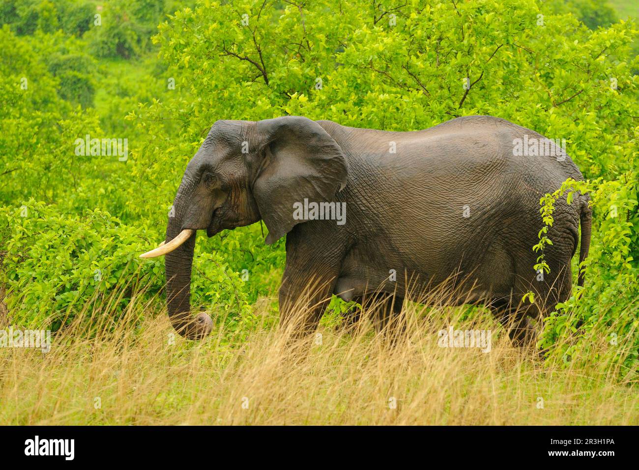 African elephant (Loxodonta africana) Elephant, elephants, mammals ...