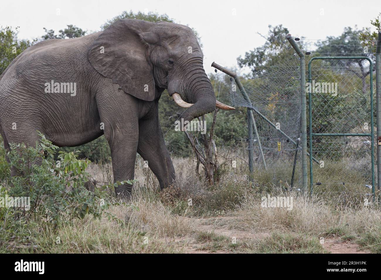 African elephant (Loxodonta africana) Elephant, elephants, mammals ...