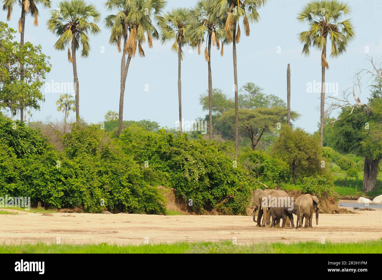 African elephant (Loxodonta africana) Elephant, elephants, mammals ...