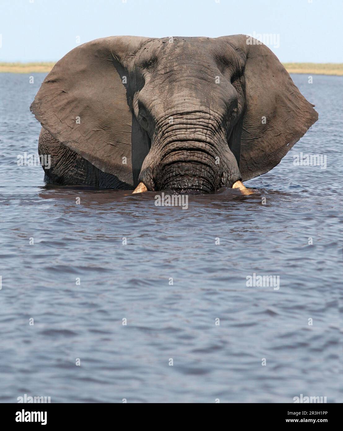Elephantnian hi-res stock photography and images - Alamy