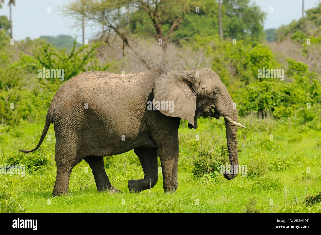 African elephant (Loxodonta africana) elephant, elephants, mammals ...