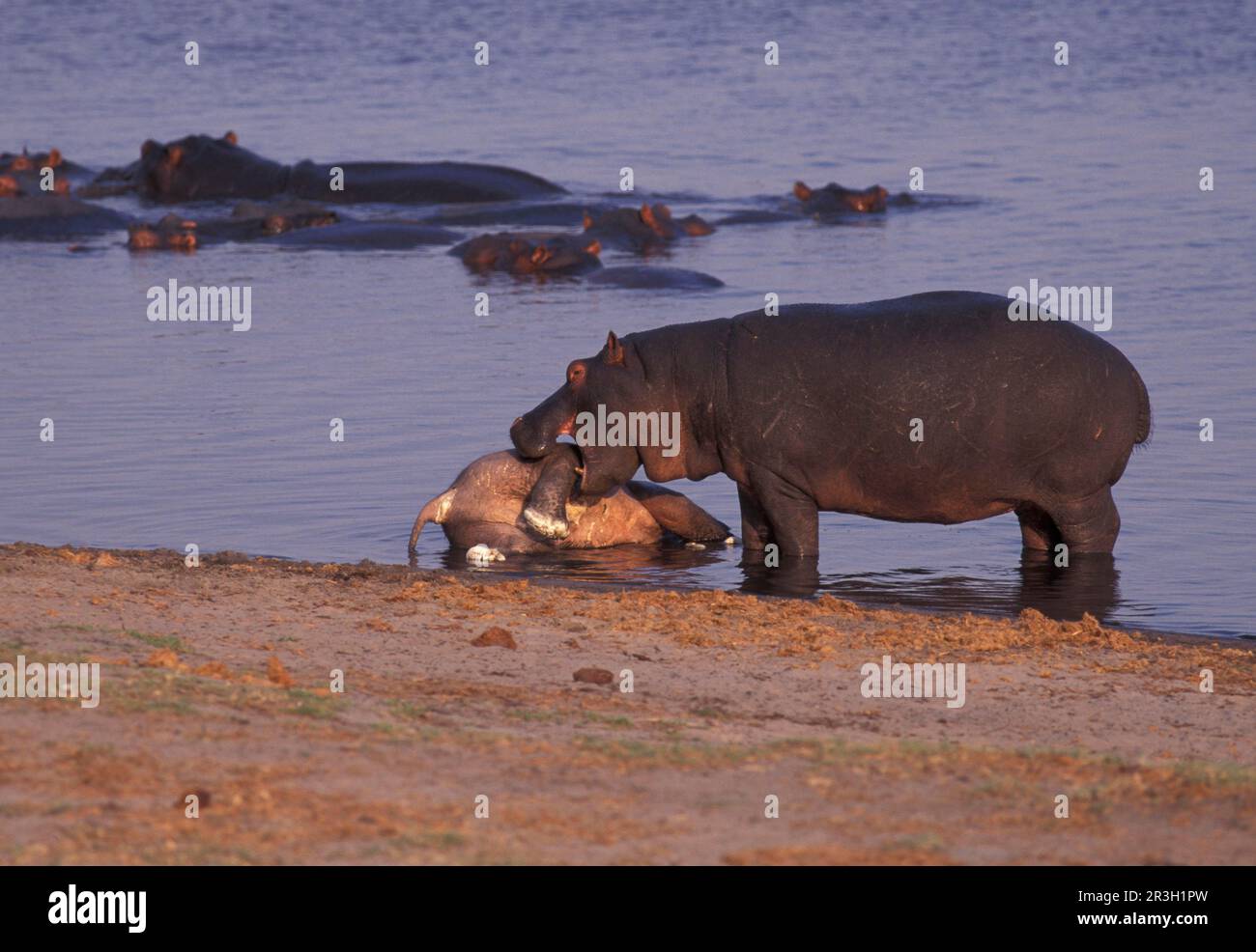 Hippopotamus (Hippopotamus amhibius) chewing dead young african ...