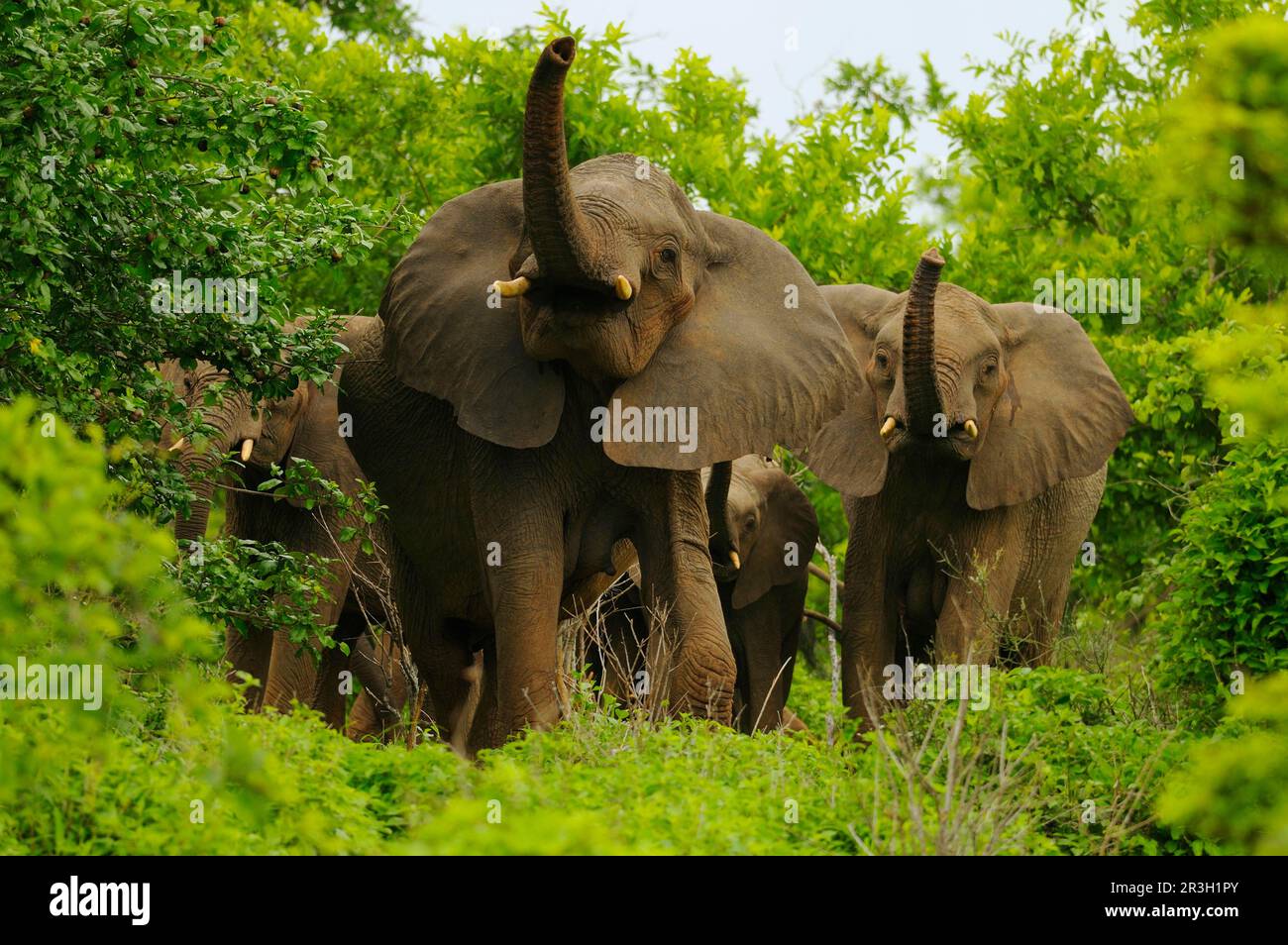 African elephant (Loxodonta africana) elephants, elephants, mammals ...
