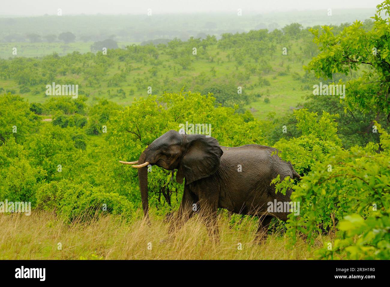 African elephant (Loxodonta africana) Elephant, elephants, mammals ...