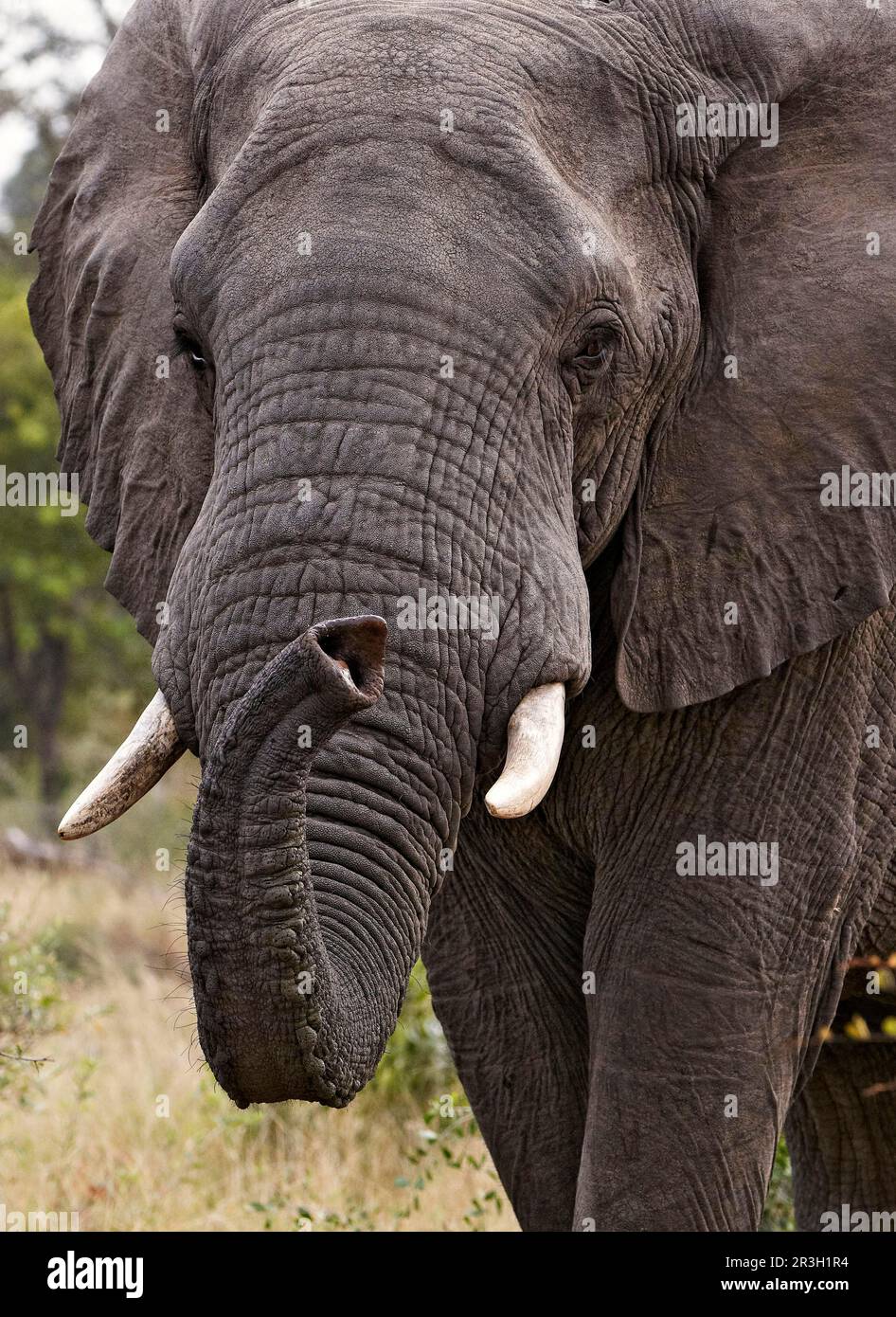 African elephant (Loxodonta africana) elephant, elephants, mammals ...
