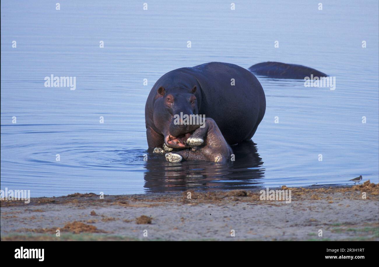 Hippopotamus (Hippopotamus amhibius) chewing dead young african ...