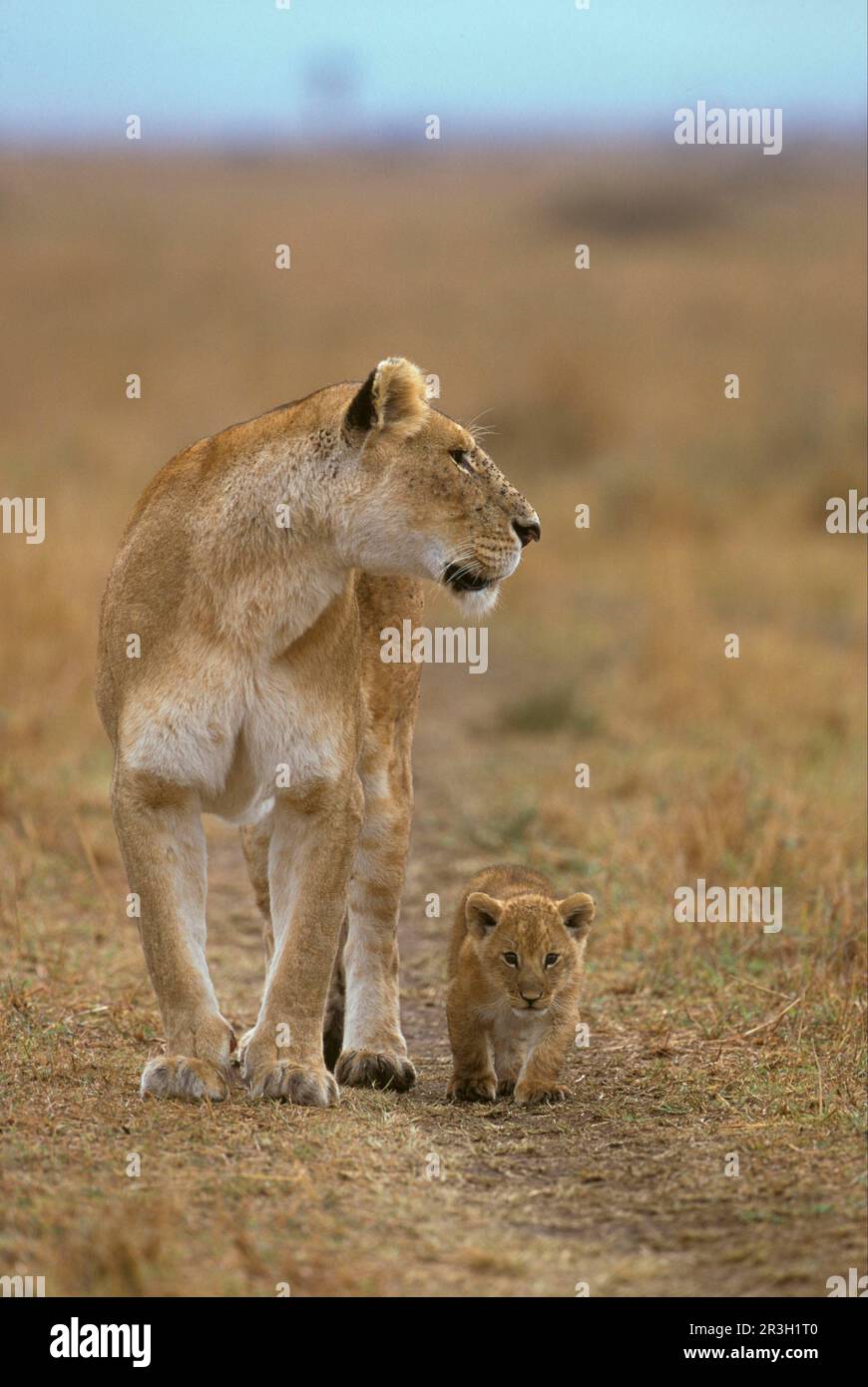 African Lioness Lioness lion, lions (Panthera leo), big cats, predators ...
