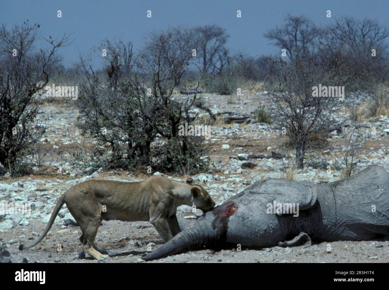 Lion (Panthera leo) Lioness feeding on dead elephant, Etosha NP ...
