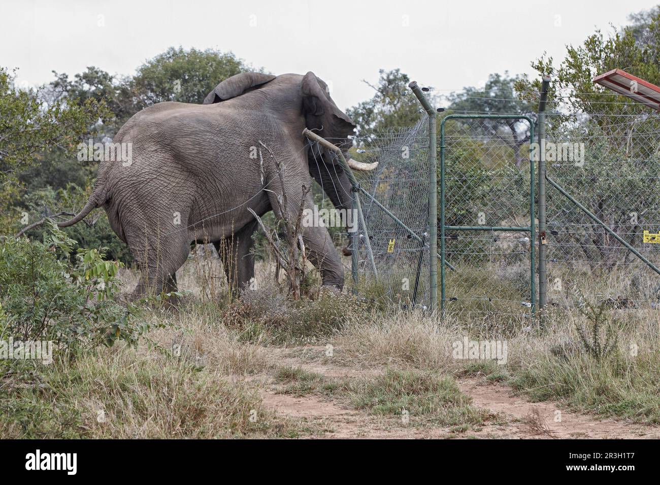 African Elephant Loxodonta Africana Elephant Elephants Mammals